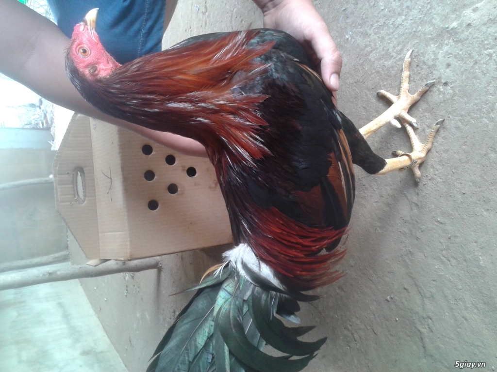 Trai ga pham hung quan 8 , ban ga noi , ga tre my nhap.lh.0907871196 ...
