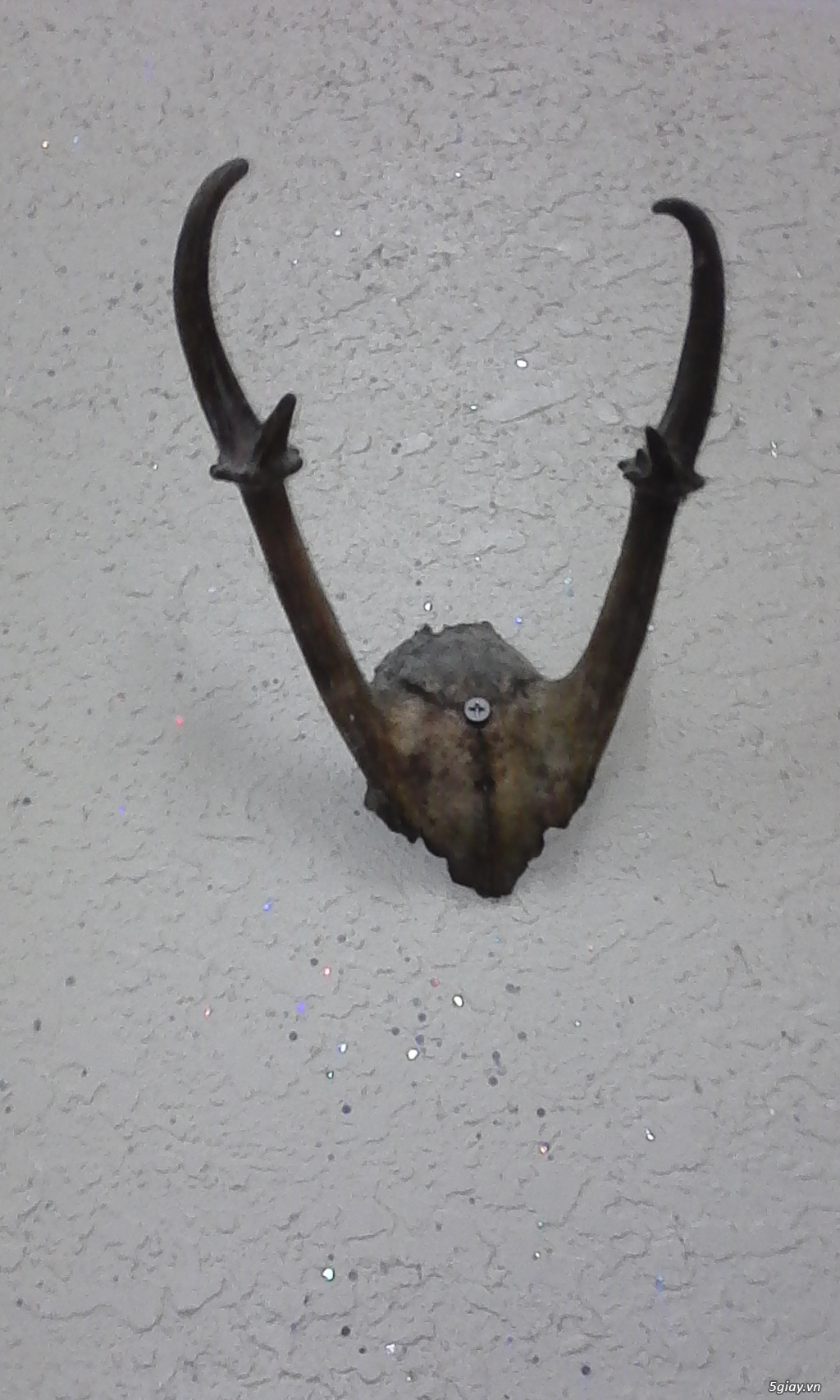 CÁC BÁC XEM HỘ EM XEM ĐÂY CÓ PHẢI SỪNG CON CHEO QUÝ HIẾM KHÔNG | 5giay