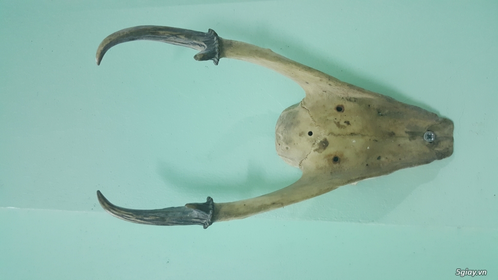 Sừng cheo cheo | 5giay