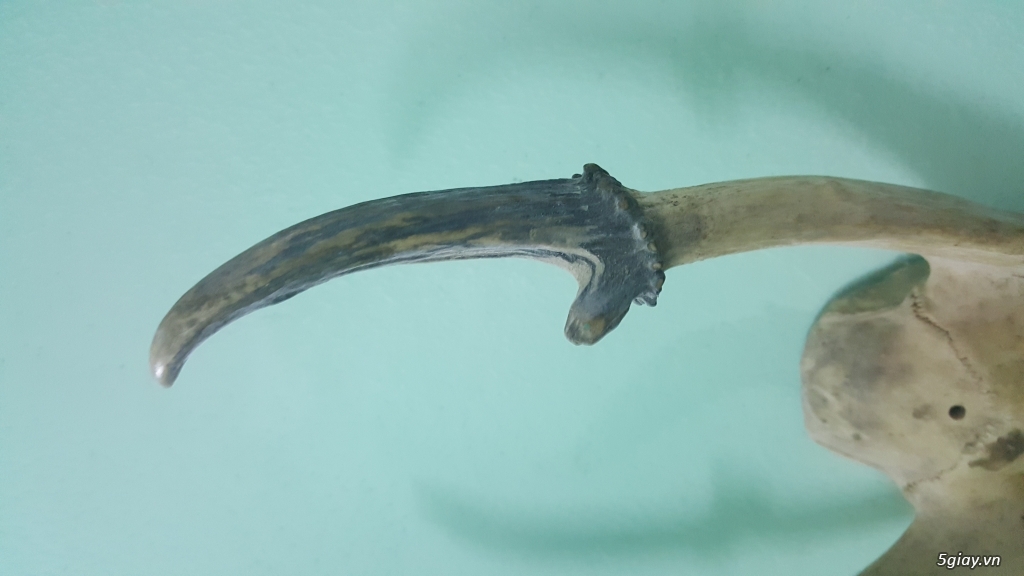 Sừng cheo cheo | 5giay