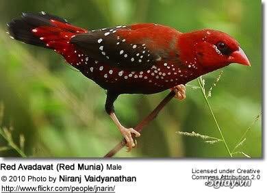 Chim manh manh mai hoa | 5giay