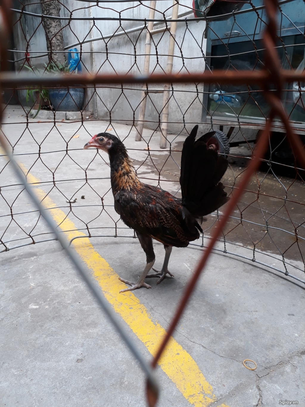 gà tre mỹ 4 tháng | 5giay