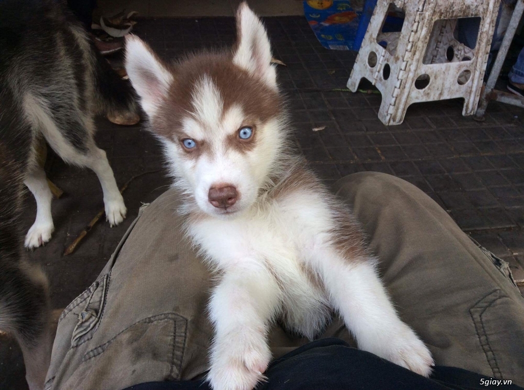 Cần bán: 4 em husky thuần chủng 2 tháng tuổi | 5giay