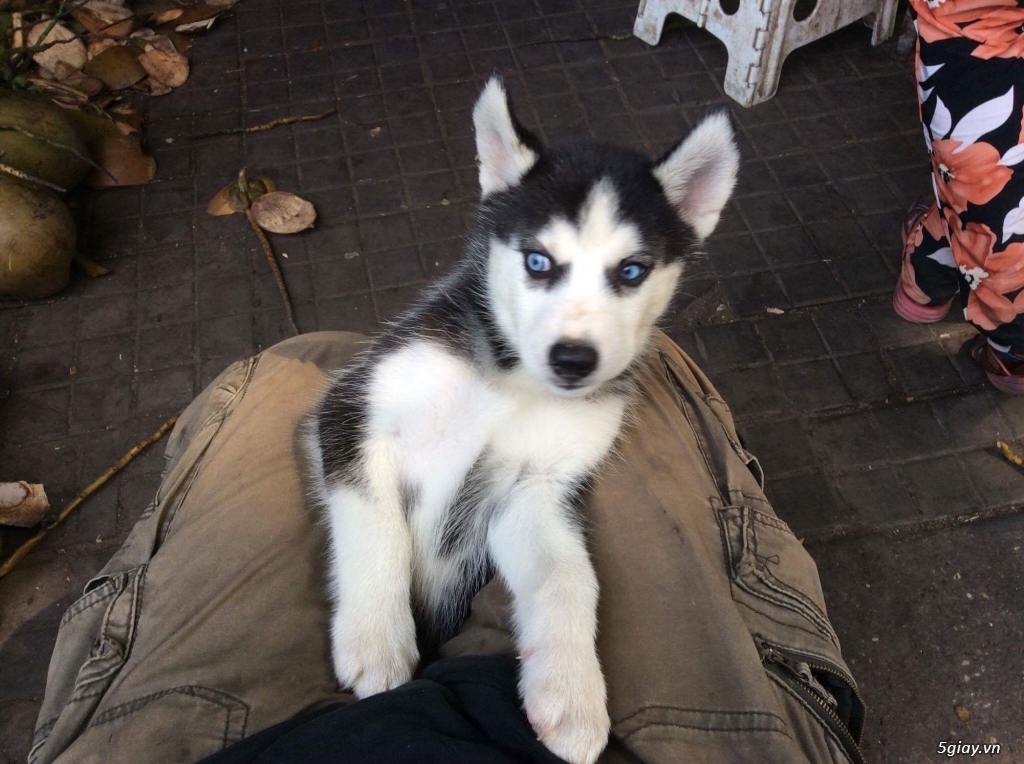 Cần bán: 4 em husky thuần chủng 2 tháng tuổi | 5giay