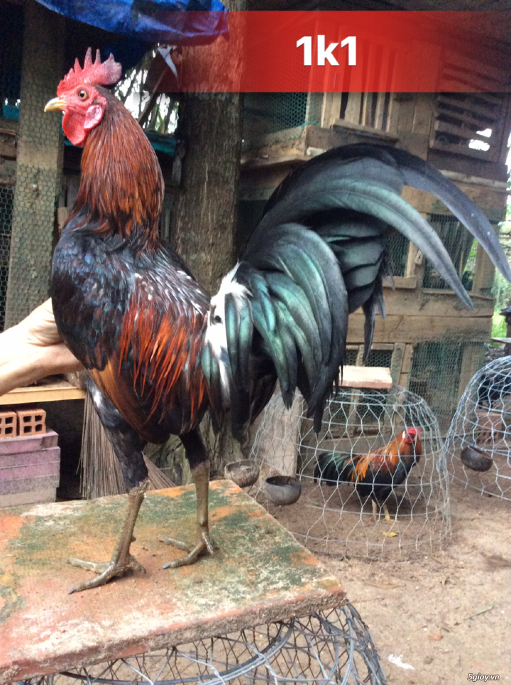 Trại gà tre mini | 5giay