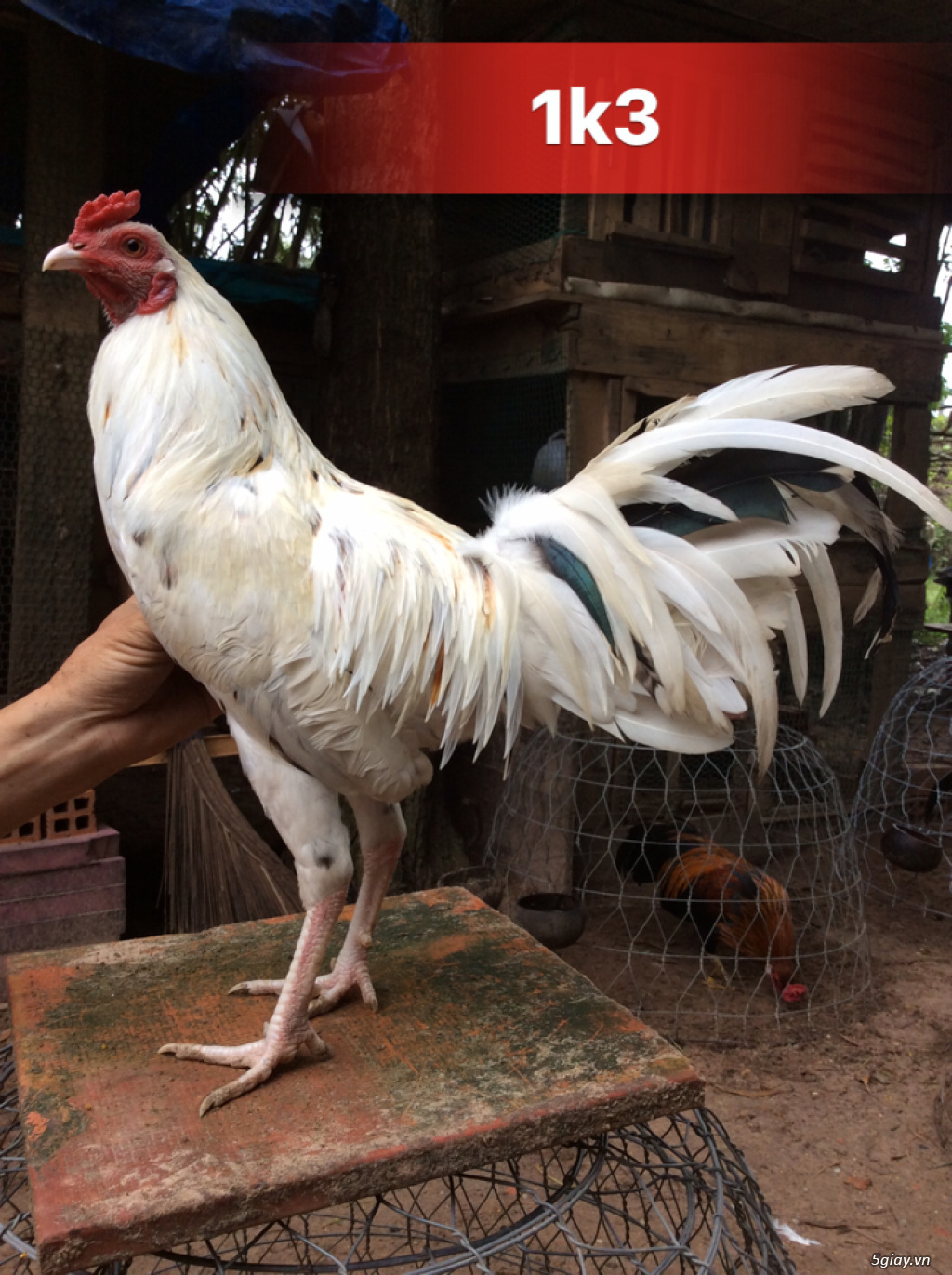 Trại gà tre mini | 5giay