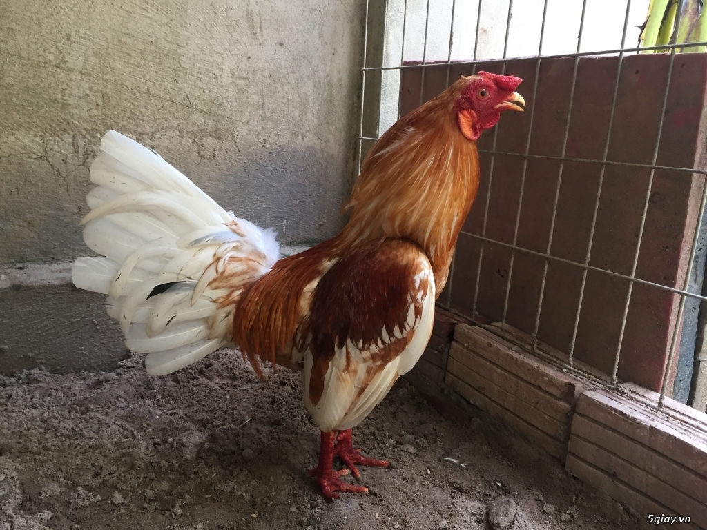 Gà tre đá tiền | 5giay
