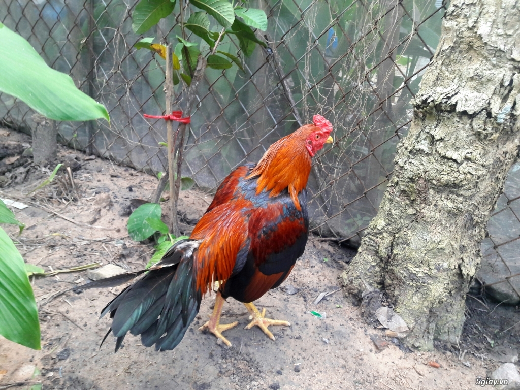 Bán gà tre asil bobby boles | 5giay