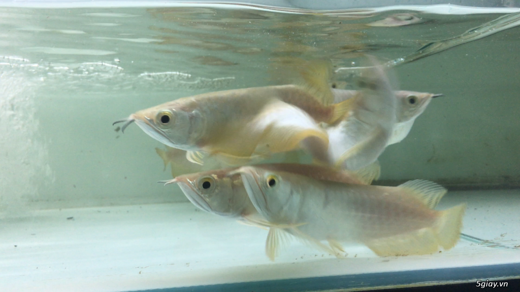 Cá rồng High Back - Cao Lưng Hồng vĩ - Kim Long | 5giay