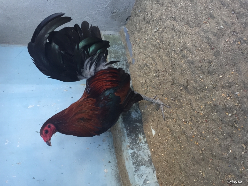 Gà tre mỹ rặc 2 tháng dòng kelso,hatch,oscar v.v.... | 5giay