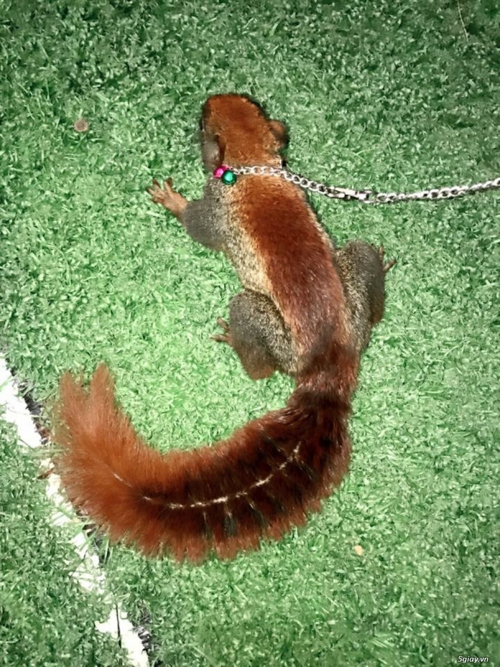 # Sóc rẻ-Mua bán sóc cảnh- sóc bắc mỹ-sóc đất- sóc bông- sóc nhen- | 5giay