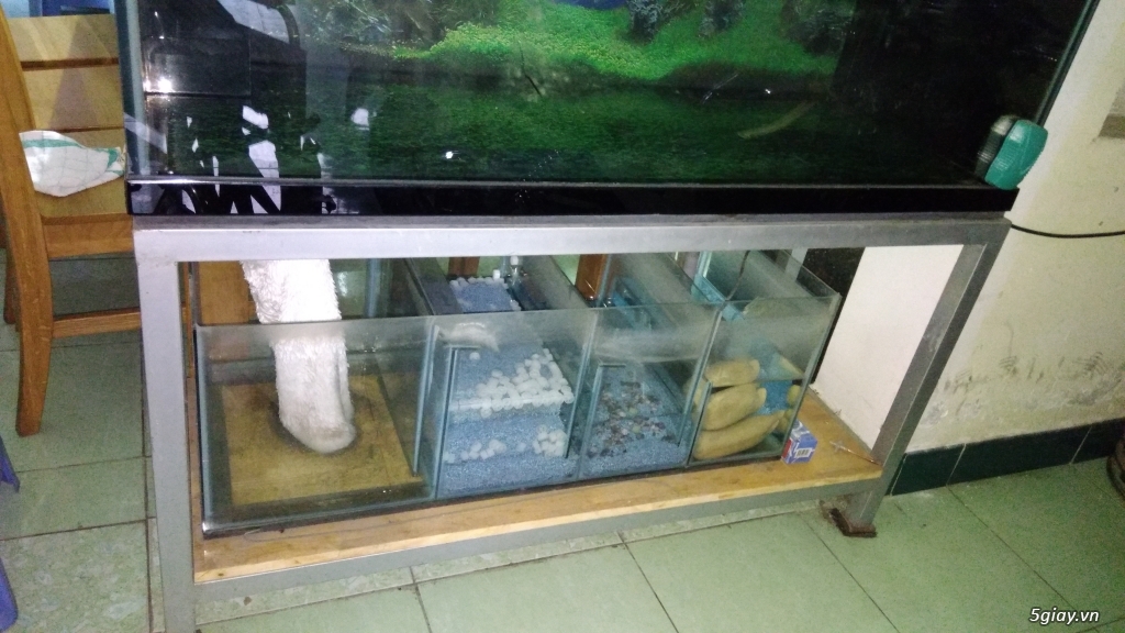 Full hồ cá rồng 1m3 x 45 x 60 + lọc dưới | 5giay