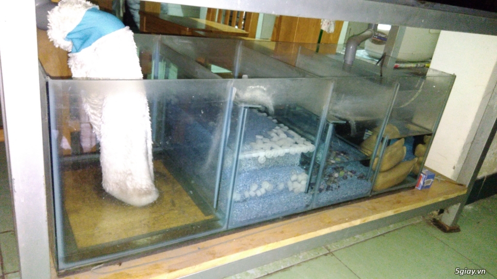 Full hồ cá rồng 1m3 x 45 x 60 + lọc dưới | 5giay