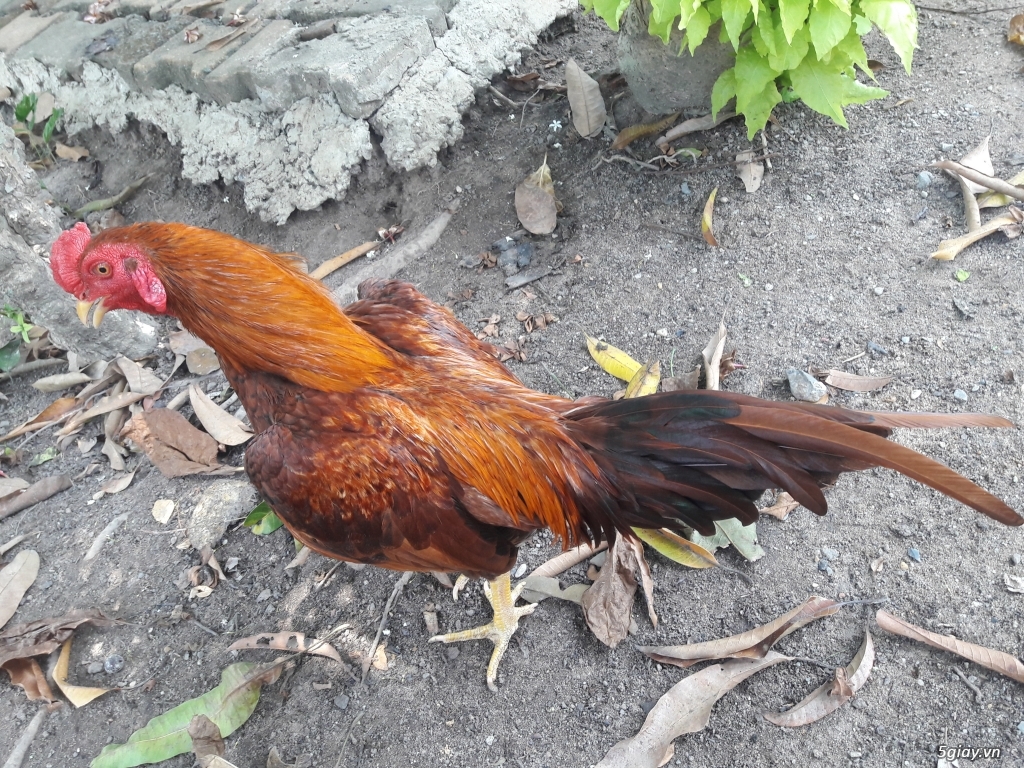 Bán gà tre asil bobby boles | 5giay