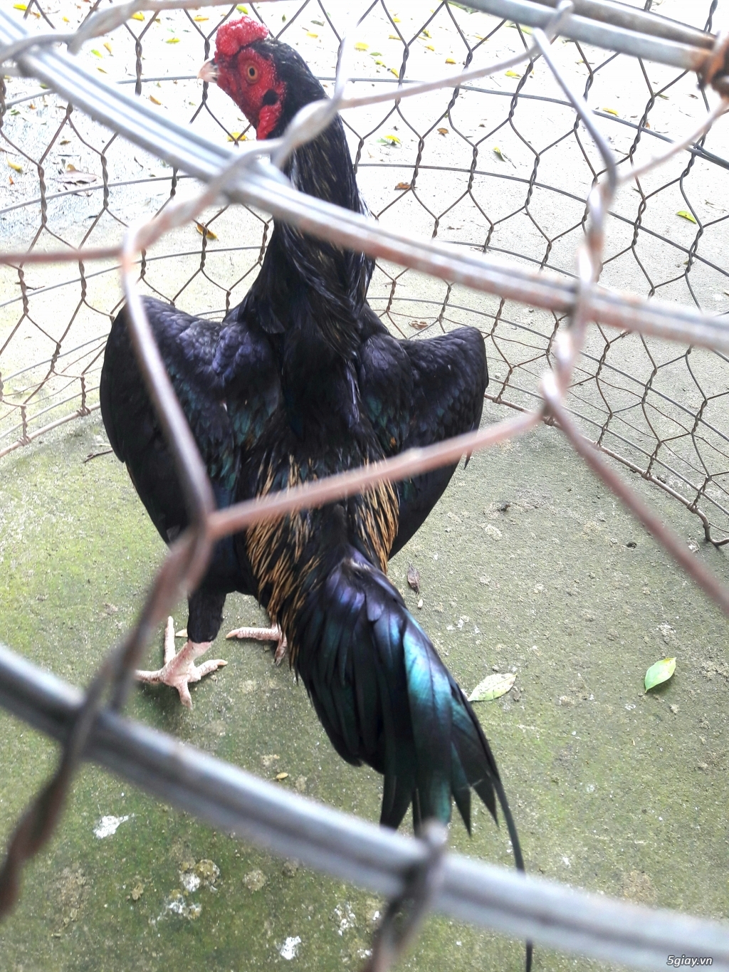 Bán gà tre asil bobby boles | 5giay