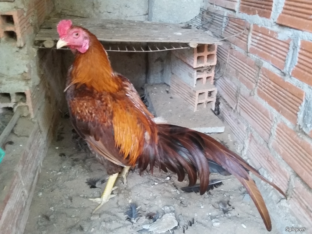 Bán gà tre asil bobby boles | 5giay