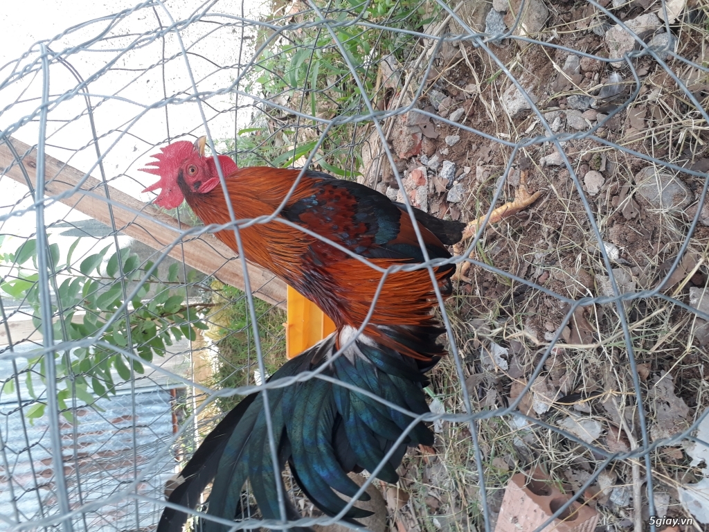 Cặp gà asil kelso tơ ae cần lh | 5giay