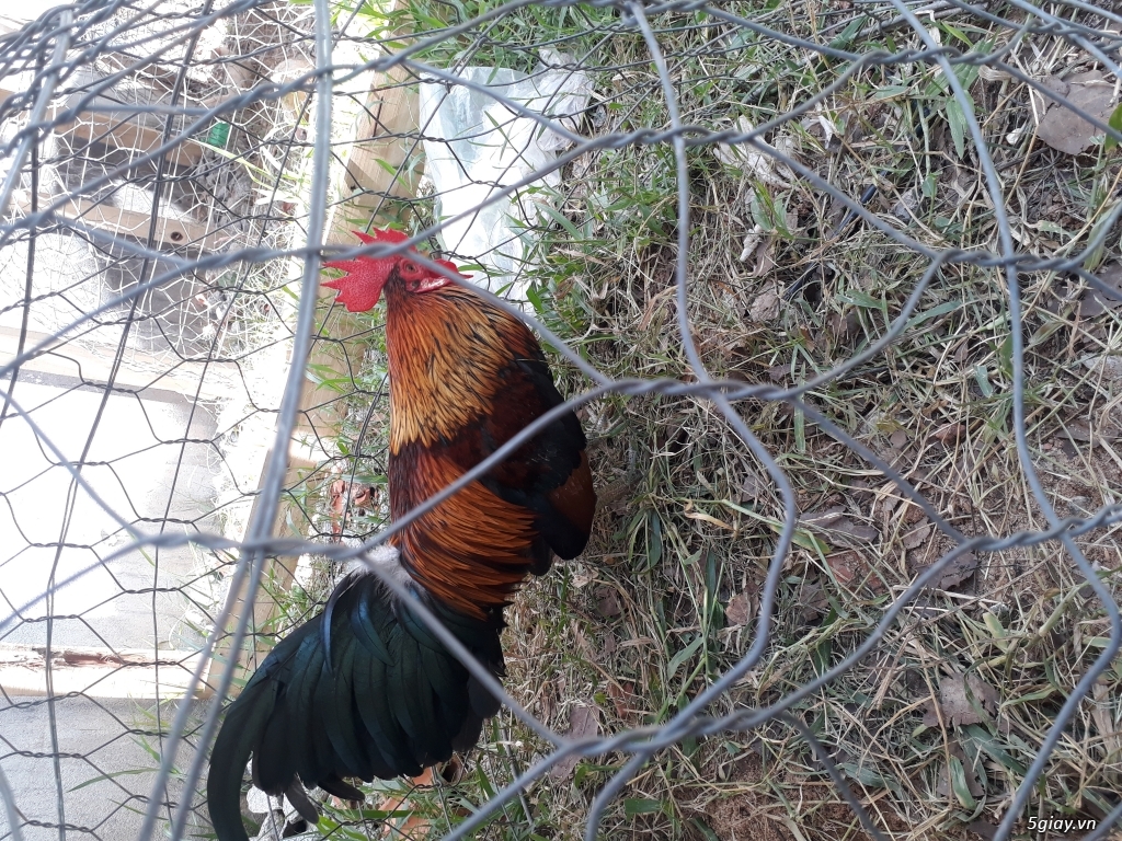 Cặp gà asil kelso tơ ae cần lh | 5giay