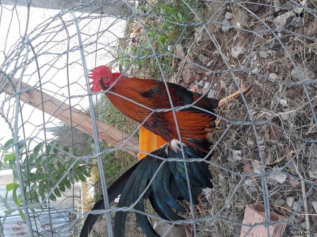 Cặp gà asil kelso tơ ae cần lh | 5giay