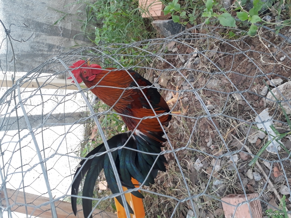 Cặp gà asil kelso tơ ae cần lh | 5giay