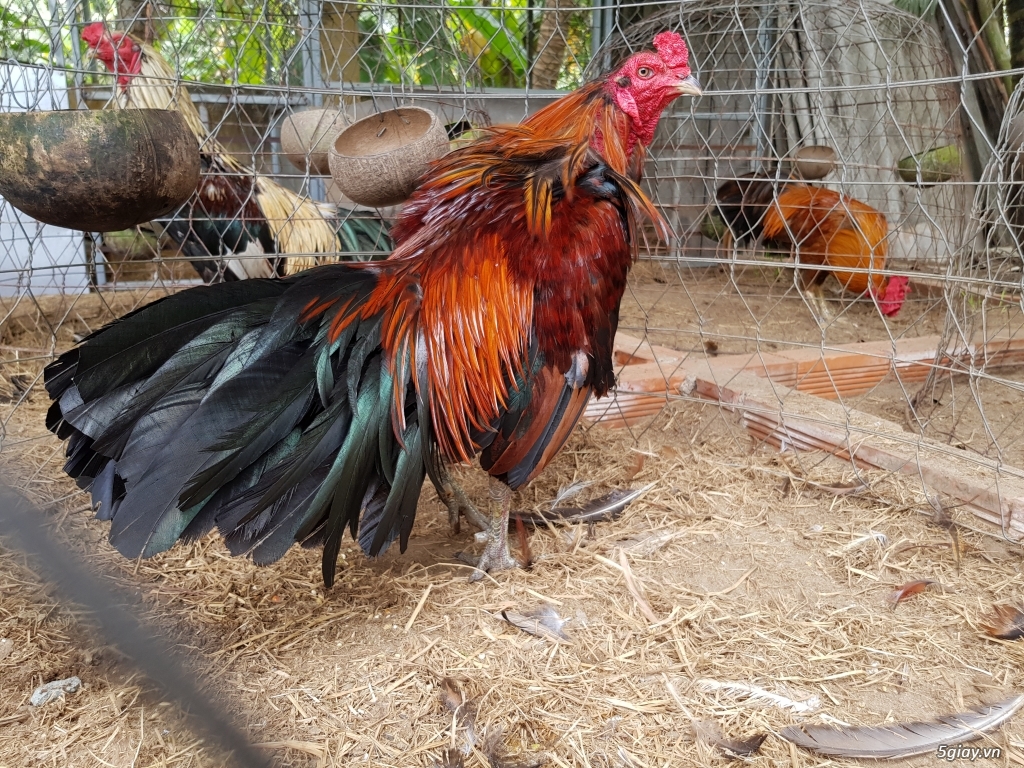 Gà nòi | 5giay