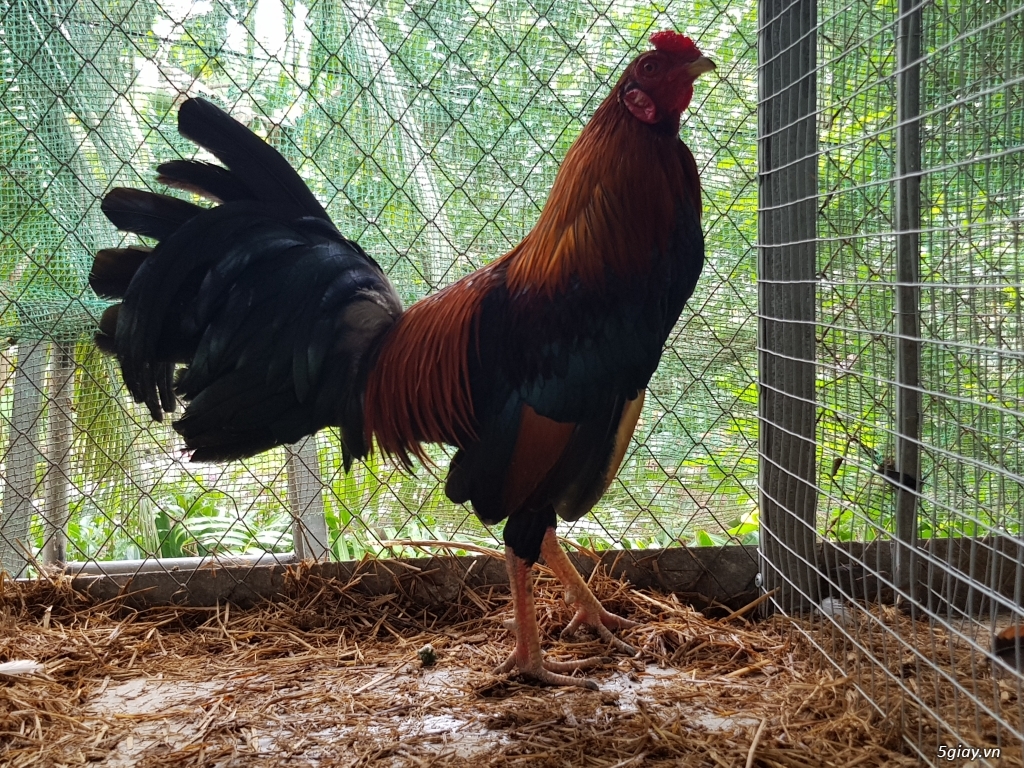 Gà nòi | 5giay