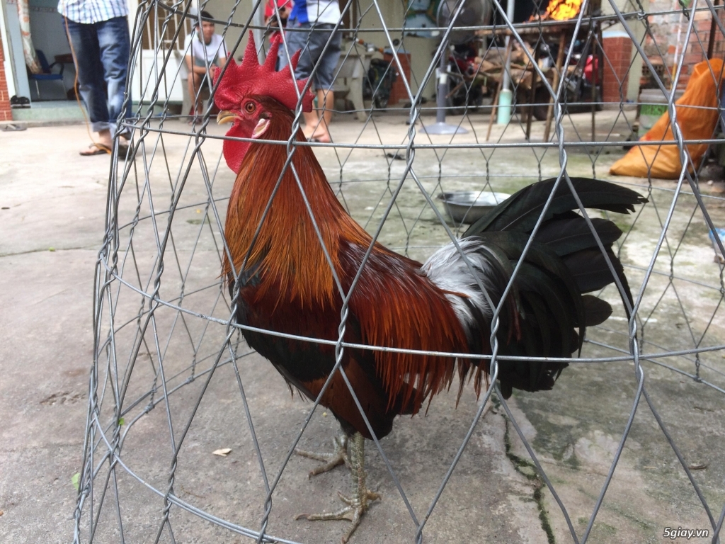 Bán gà tre tơ | 5giay