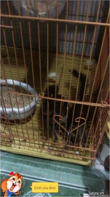 can ban cap soc dat dang gep cap ss | 5giay