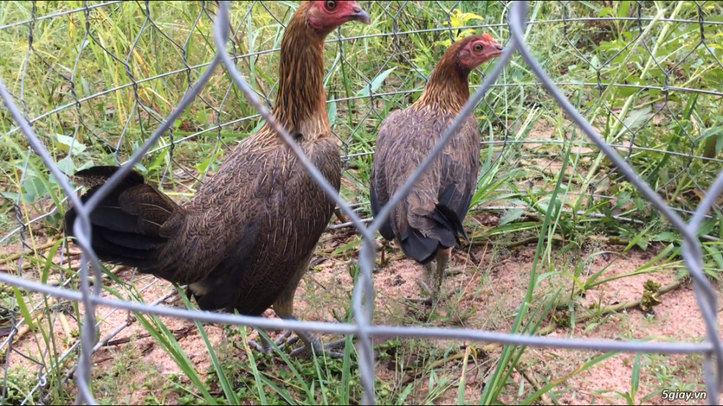 Bán gà tre mỹ Hatch giá cực tốt. | 5giay