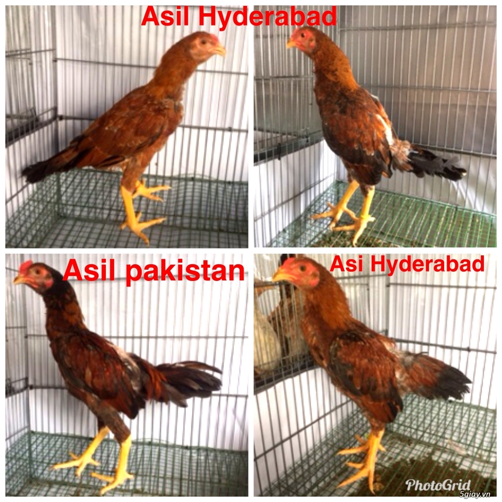 Cuban jap -asil viper-Hyderabad-pakistan-cobra-nite owl-tuzo jap-mỹ | 5giay