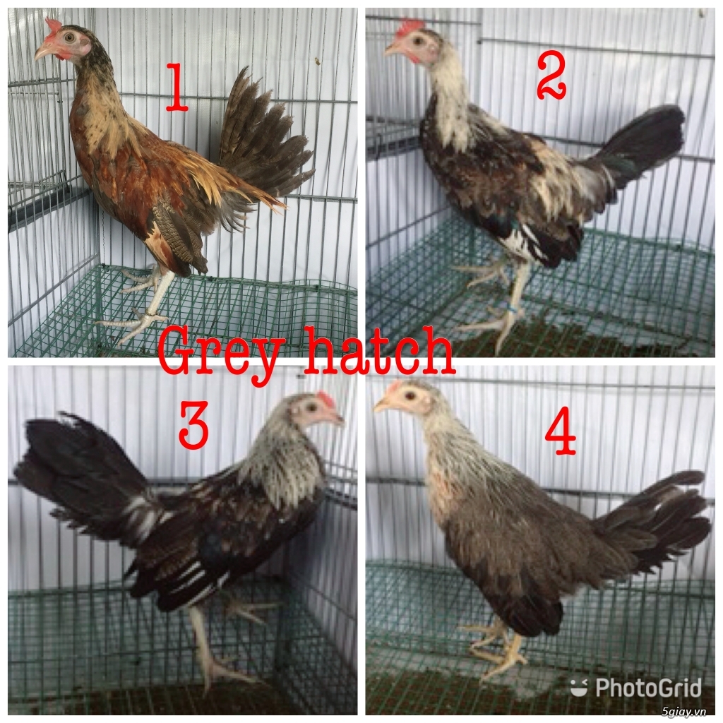 Cuban jap -asil viper-Hyderabad-pakistan-cobra-nite owl-tuzo jap-mỹ | 5giay