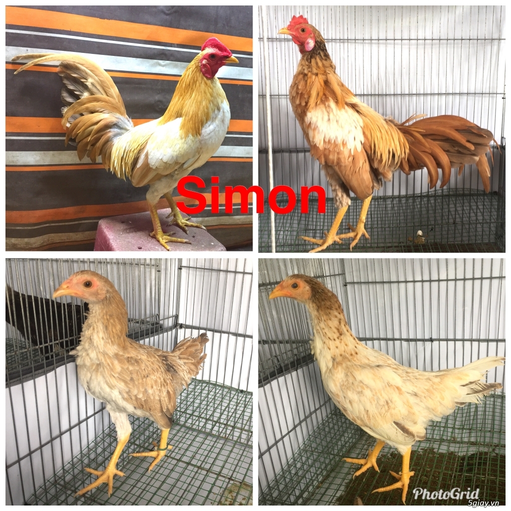 Cuban jap -asil viper-Hyderabad-pakistan-cobra-nite owl-tuzo jap-mỹ | 5giay