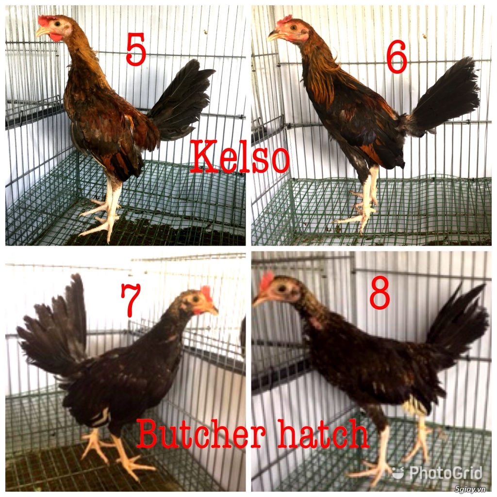 Cuban jap -asil viper-Hyderabad-pakistan-cobra-nite owl-tuzo jap-mỹ | 5giay