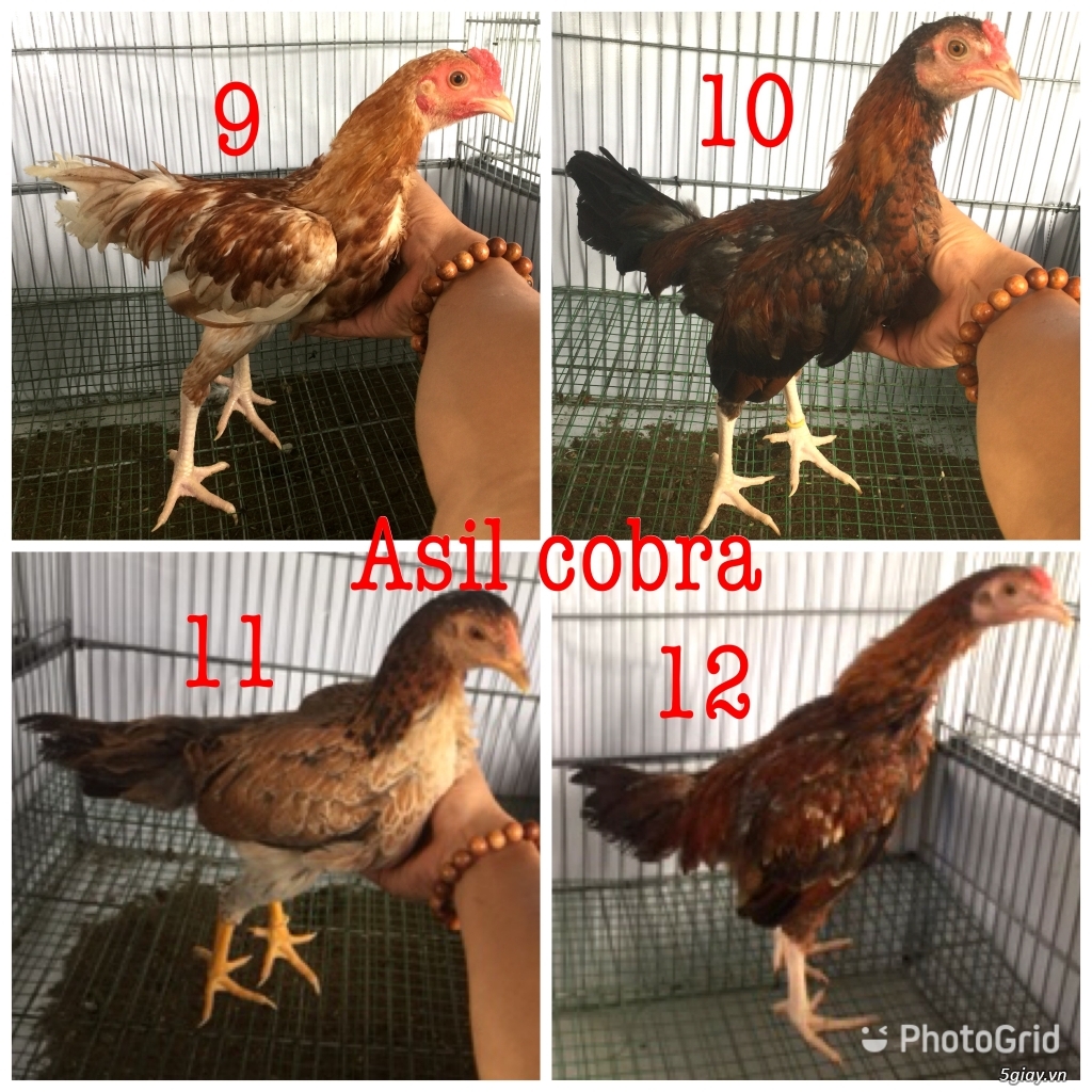 Cuban jap -asil viper-Hyderabad-pakistan-cobra-nite owl-tuzo jap-mỹ | 5giay