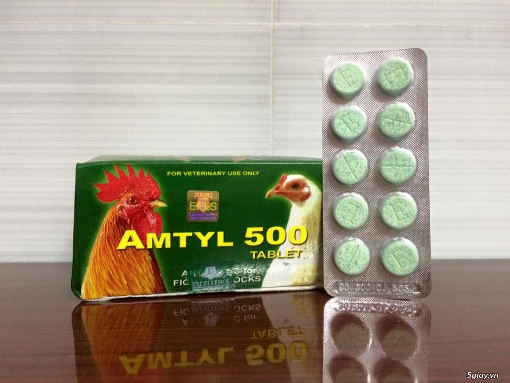 AMTYL 500 - Thuốc Gà Đá - EXCELLENCE | 5giay