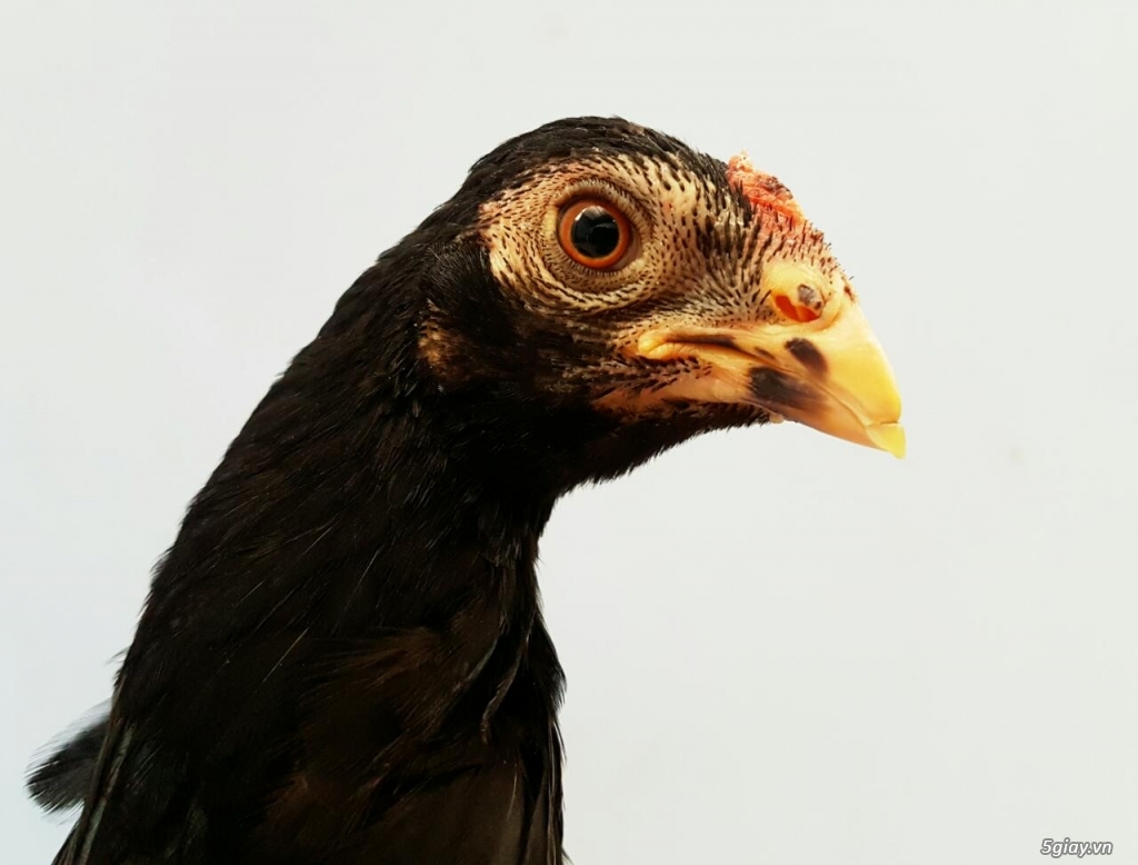 Gà tre Asil Rajah Murgh | 5giay