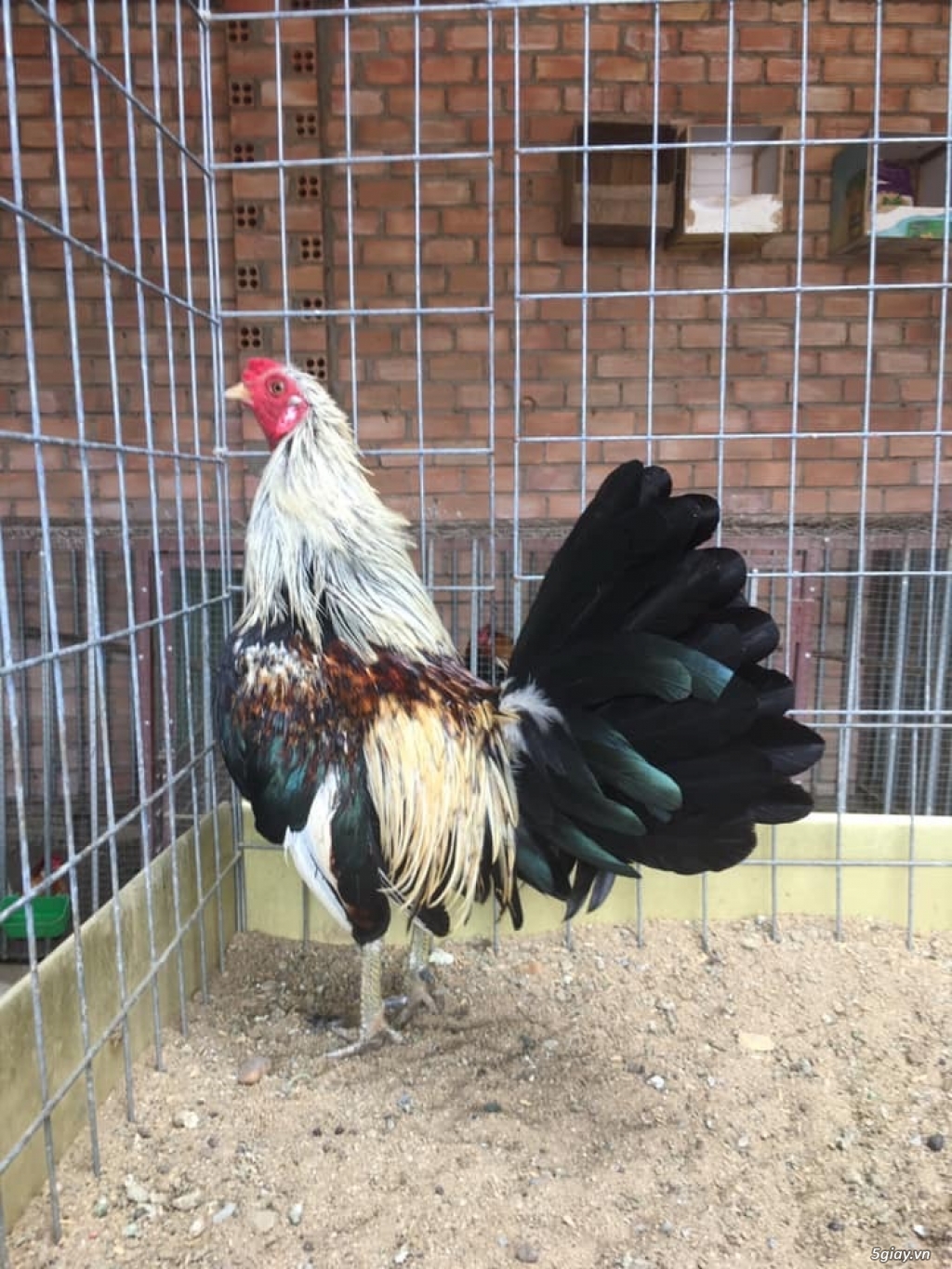 Gà Tre Sil-mỹ F1 bổn cựa đá tiền . Tay ngon đặc | 5giay