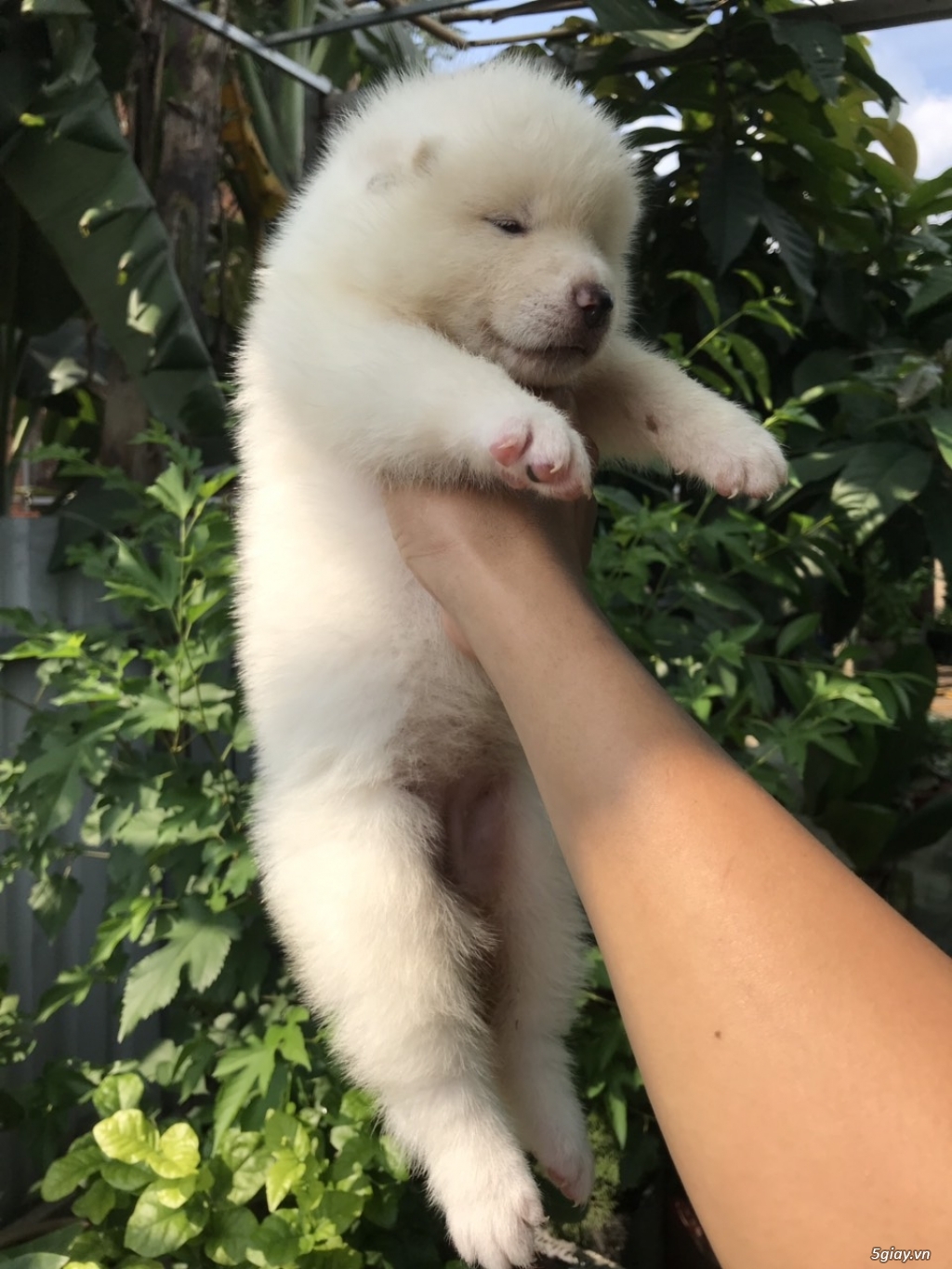 Akita-inu baby | 5giay
