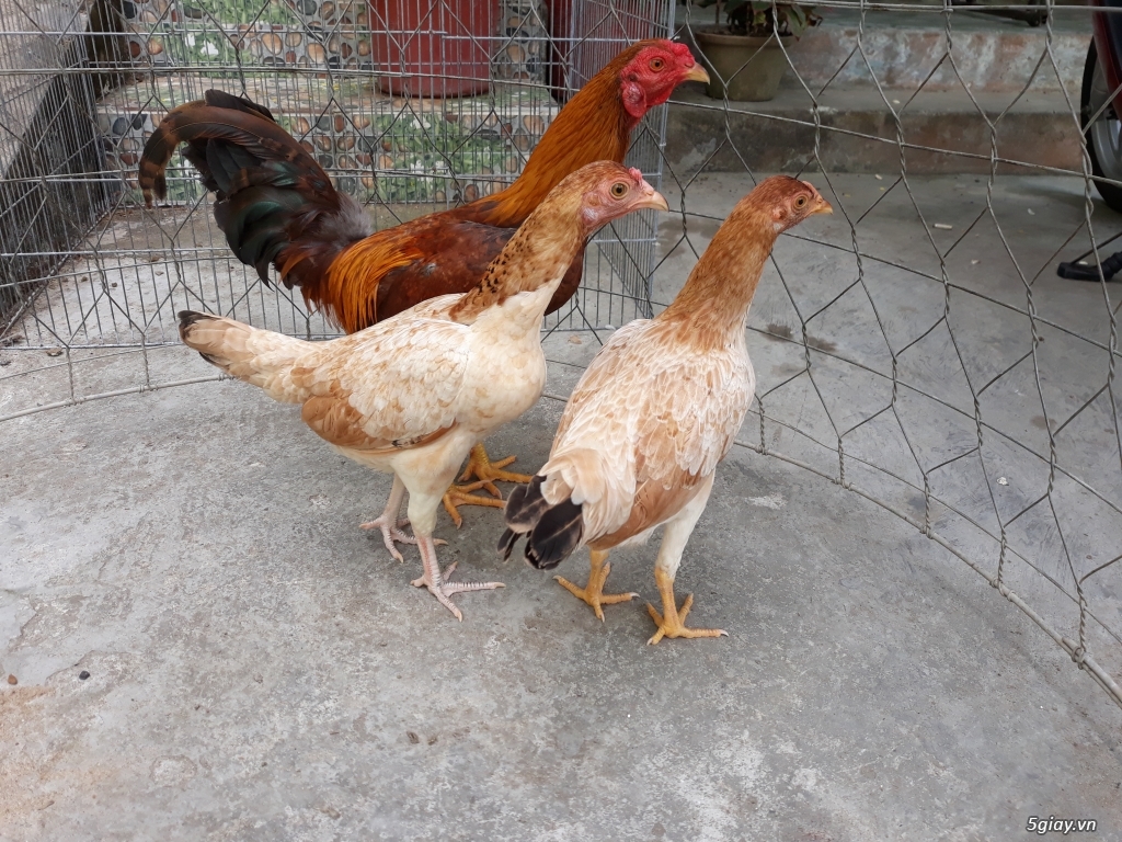 (Ms32) Bộ nọc Asil kelso, 6 tháng, trống 1.2kg, mái 850gram | 5giay