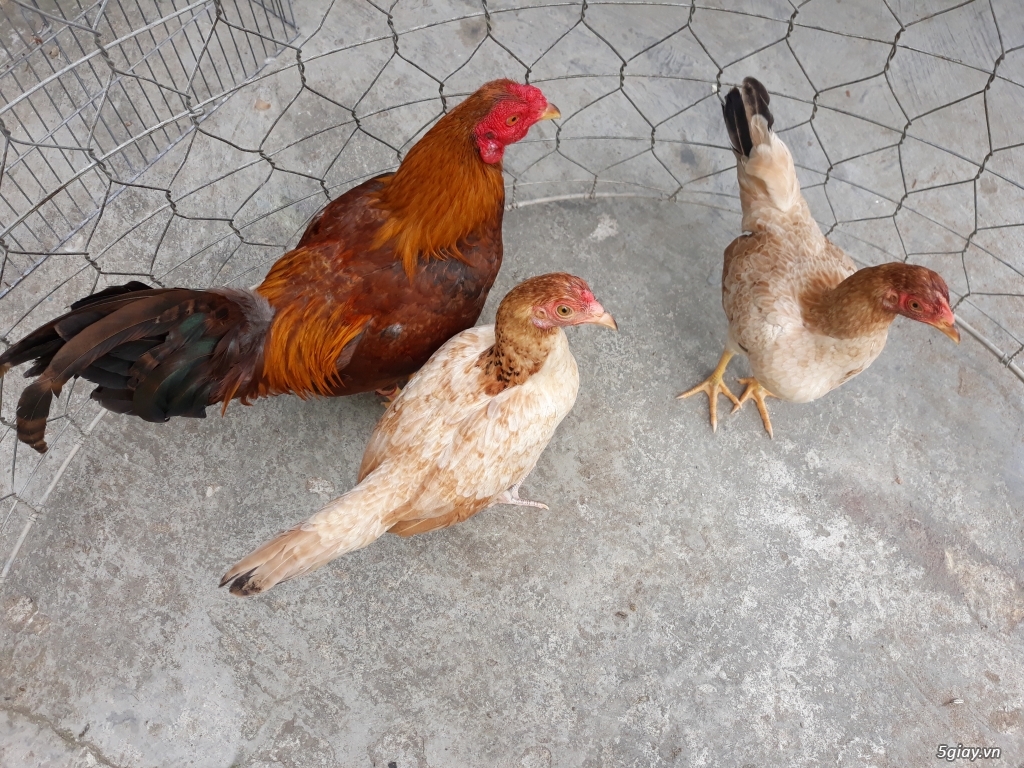 (Ms32) Bộ nọc Asil kelso, 6 tháng, trống 1.2kg, mái 850gram | 5giay