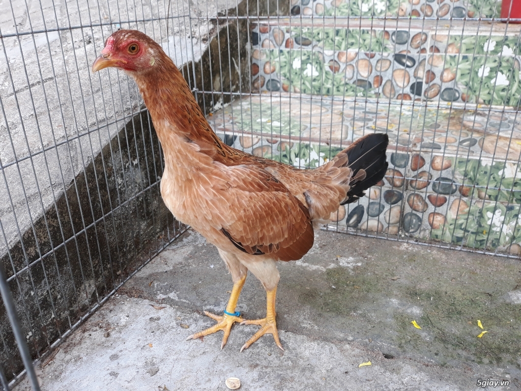 (Ms33) Cặp Asil kelso tầm 5 tháng | 5giay