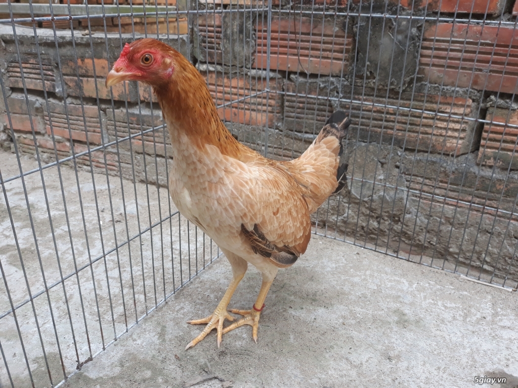 (Ms36) Asil kelso, 900gram, đang rớt hột so | 5giay