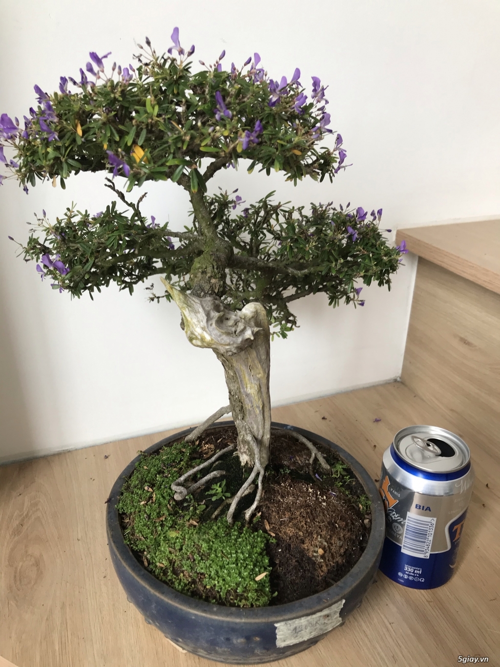 Linh sam 86, lũa thép rin | 5giay