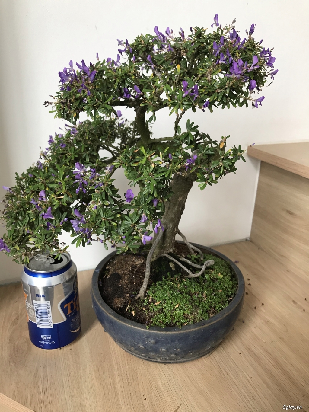 Linh sam 86, lũa thép rin | 5giay