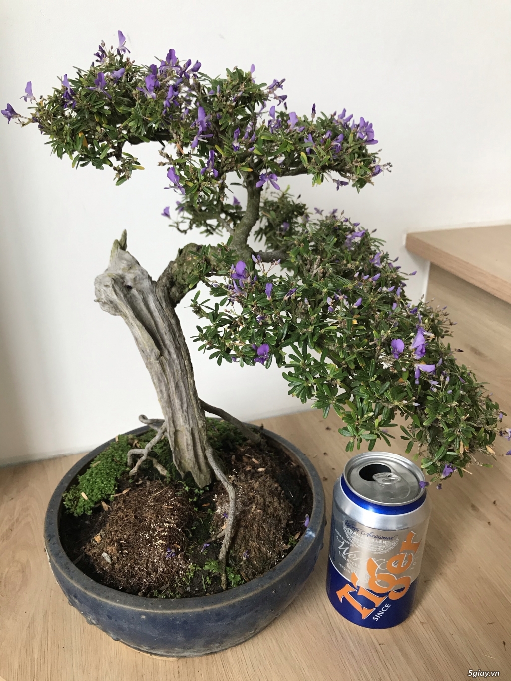 Linh sam 86, lũa thép rin | 5giay