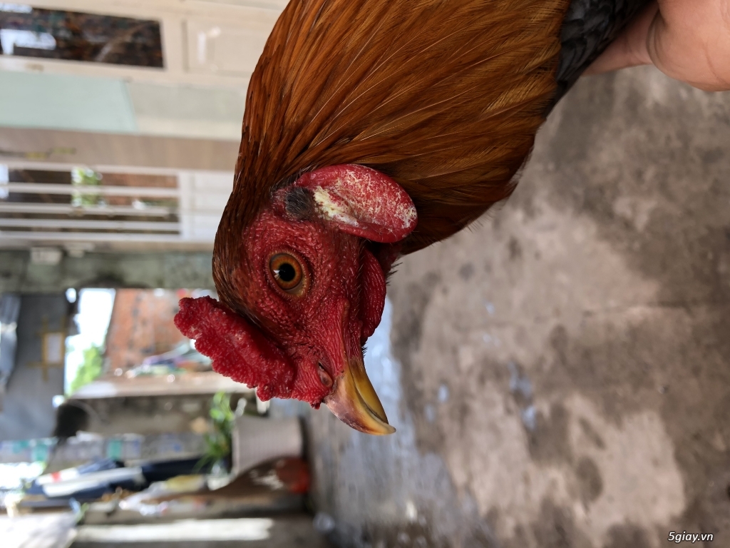 Gà tre đá | 5giay