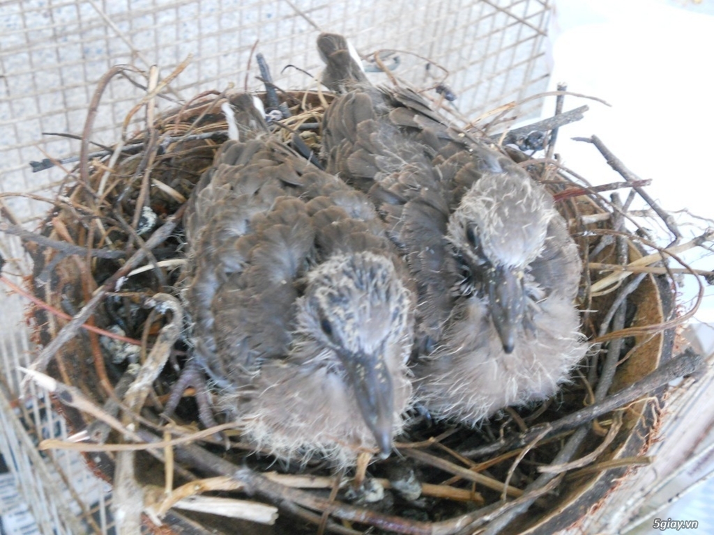 Cặp chim cu cườm con đang trổ lông | 5giay