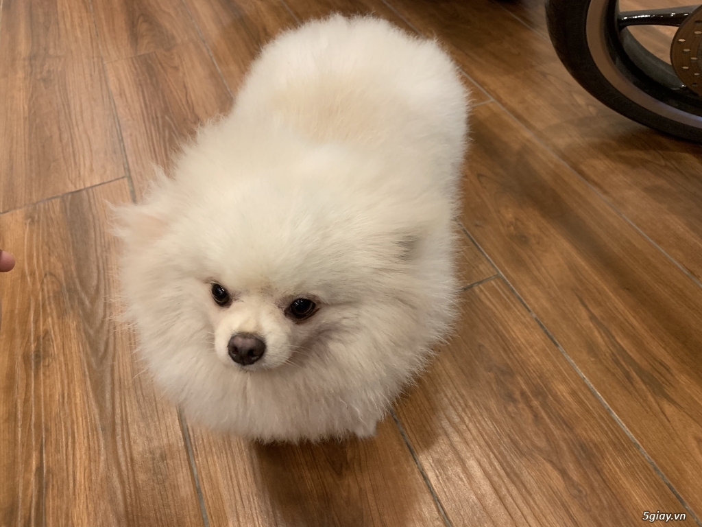 nhận phối giống chó phốc sóc (Pomeranian) | 5giay