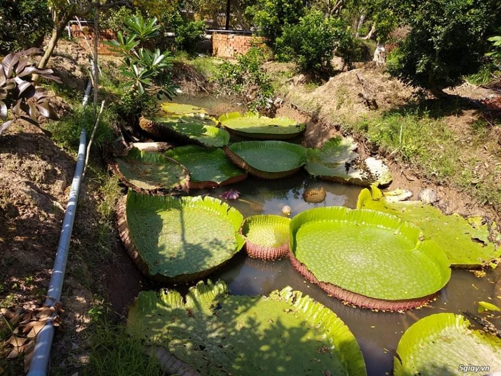 Giống sen vua khổng lồ | 5giay