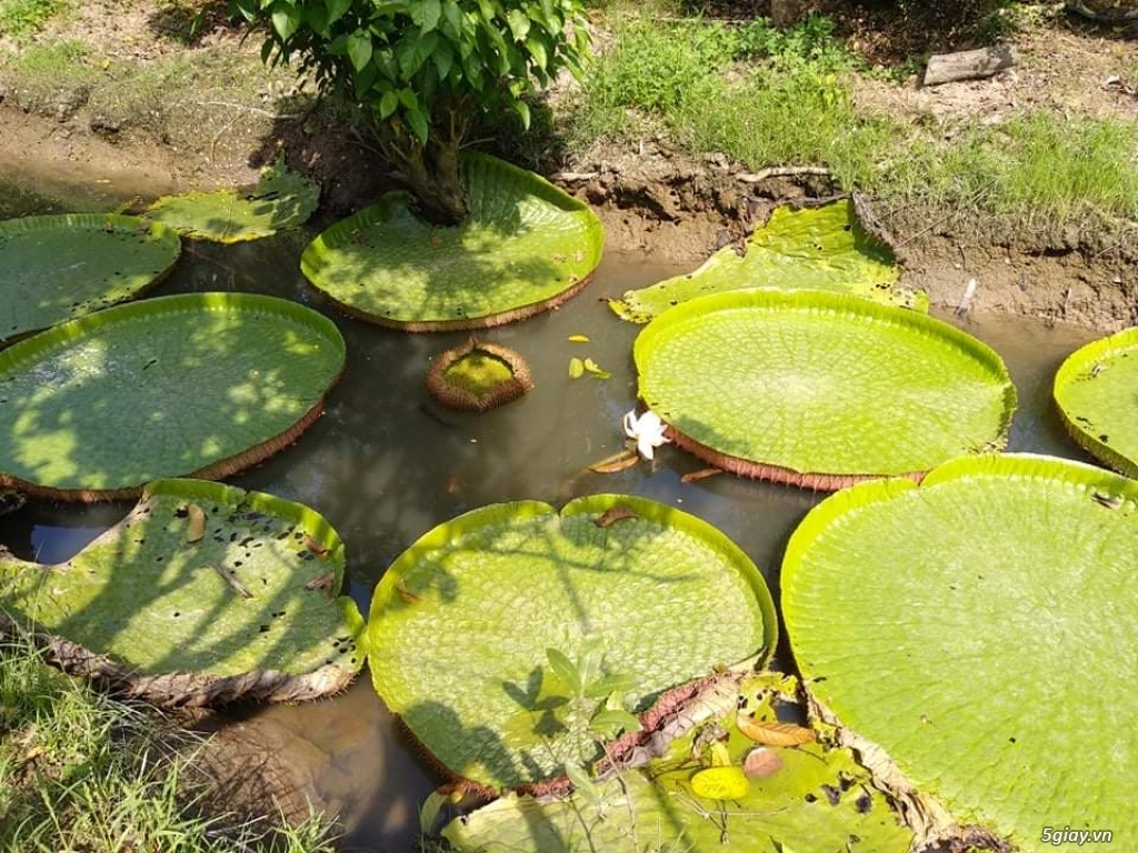 Giống sen vua khổng lồ | 5giay
